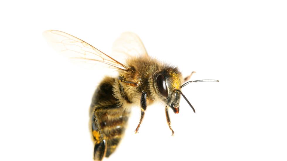 Bienensterben: Drohne Maja | ZEIT ONLINE