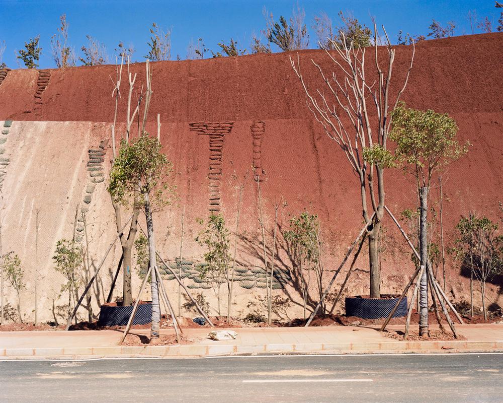 Yan Wang Preston: Mein Freund, der Baum, zieht um | DIE ZEIT