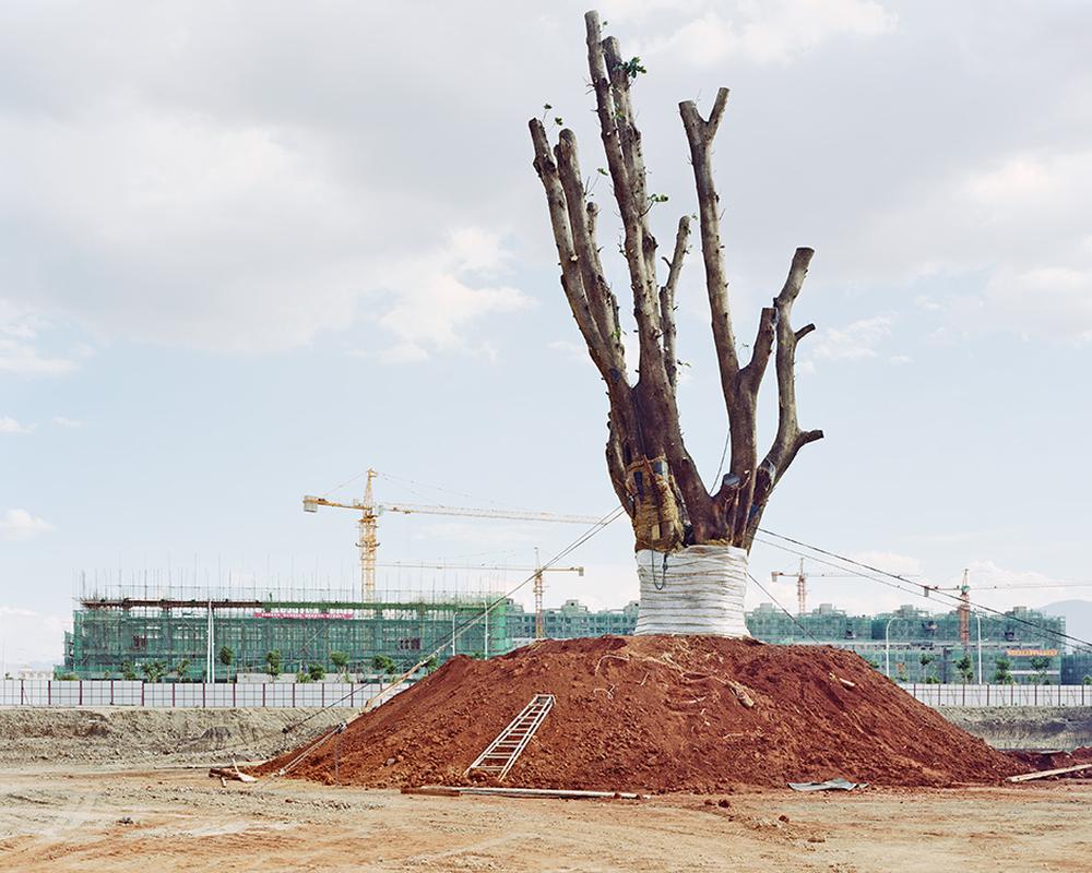 Yan Wang Preston: Mein Freund, der Baum, zieht um | DIE ZEIT