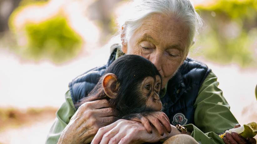 Jane Goodall: "Unter Schimpansen gibt es gute und schlechte Mütter ...