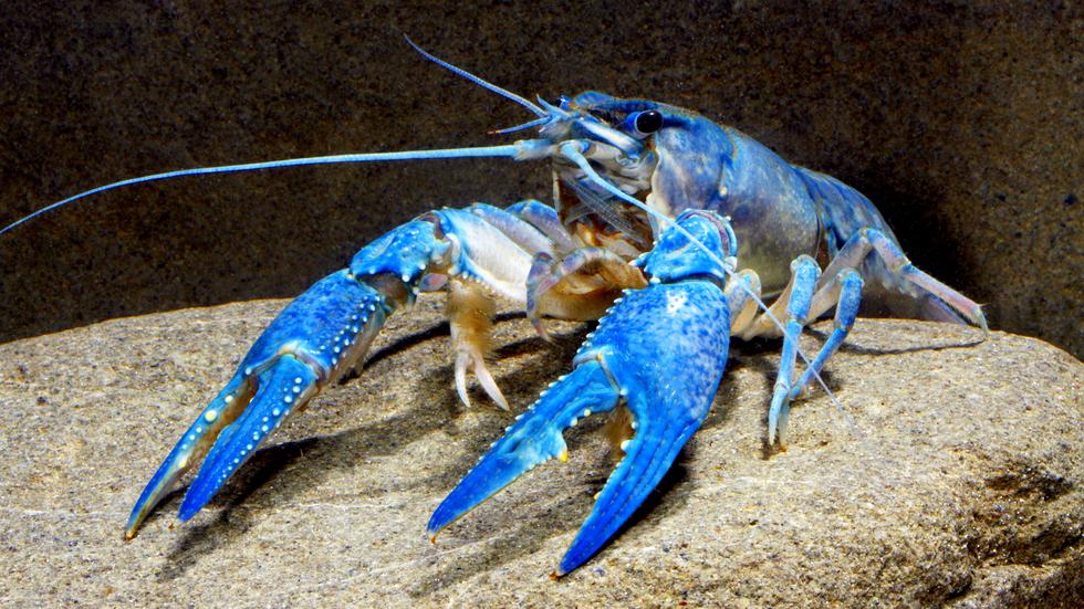 Kalikokrebs: "Er frisst alles, was ihm in die Quere kommt" | ZEIT ONLINE