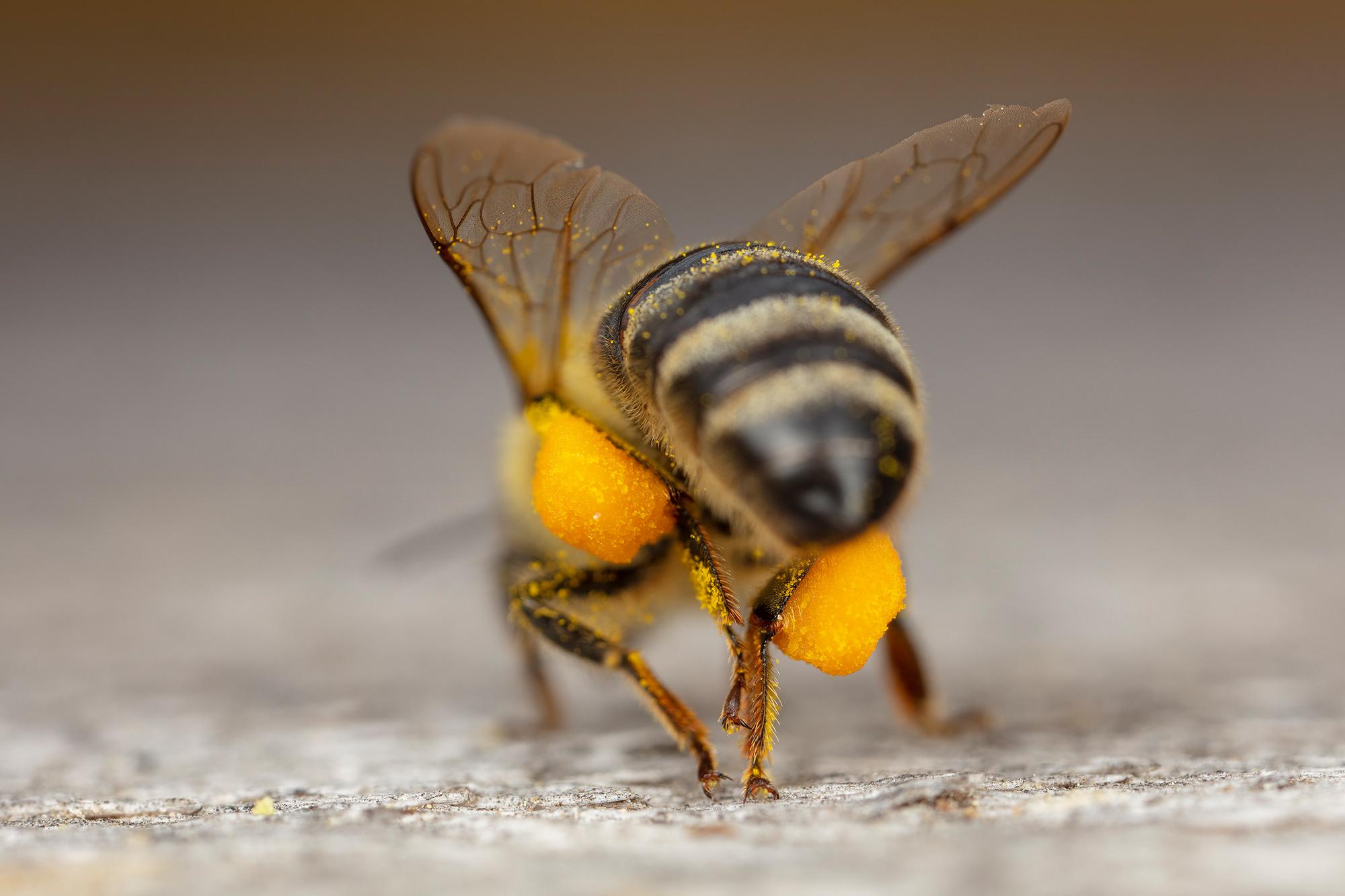 Bienen: Die Königin und ihre Arbeiterinnen | ZEIT ONLINE