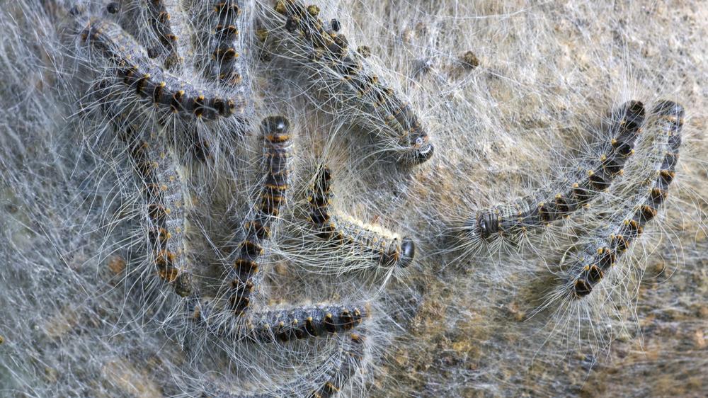 Eichenprozessionsspinner: Die Invasion der Giftraupen | DIE ZEIT