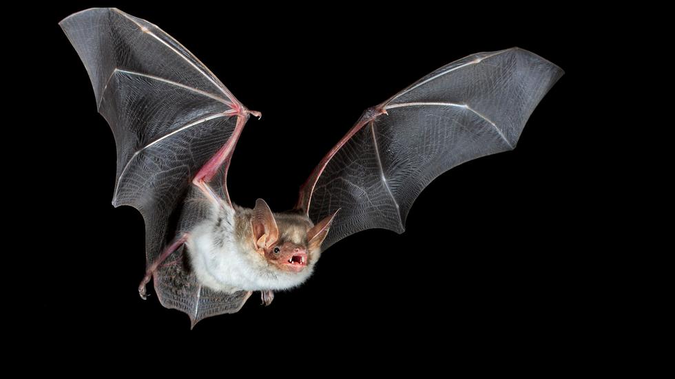 Fledermaus im Haus: Besuch der Fledermaus | ZEIT ONLINE