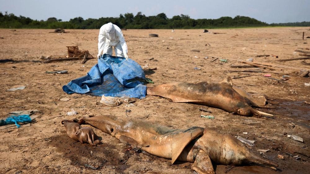 Brasilien: Mehr als 100 tote Delfine im Amazonas angespült | DIE ZEIT