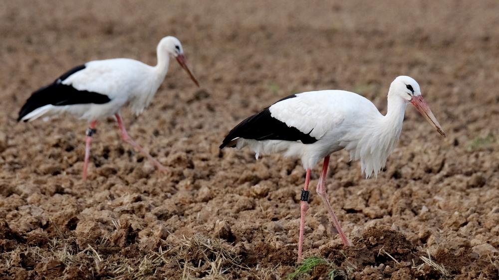Zugvögel in Deutschland: Storch gesehen? Bitte melden! | DIE ZEIT