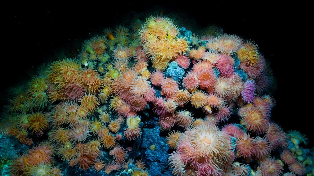 Illumixtrandy demon slayer порно pictures are photoshopped