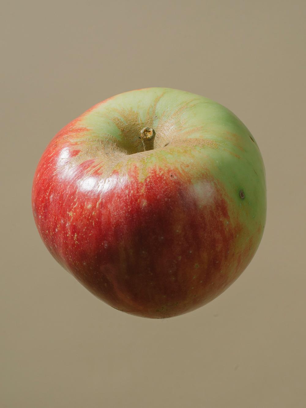 Apfel: Streuobstwiesen sind vom Aussterben bedroht | ZEITmagazin