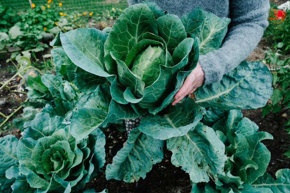 Krautwickel aus Filderkraut: Lieber Spitzkohl als Spitzenküche ...