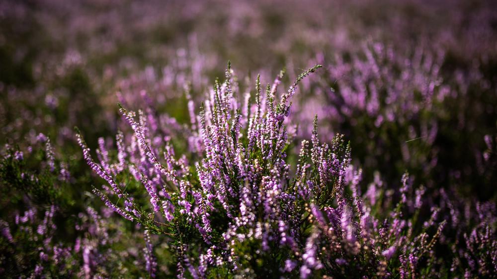 Heidekraut: Heide, Heide – Mors, Mors! | DIE ZEIT