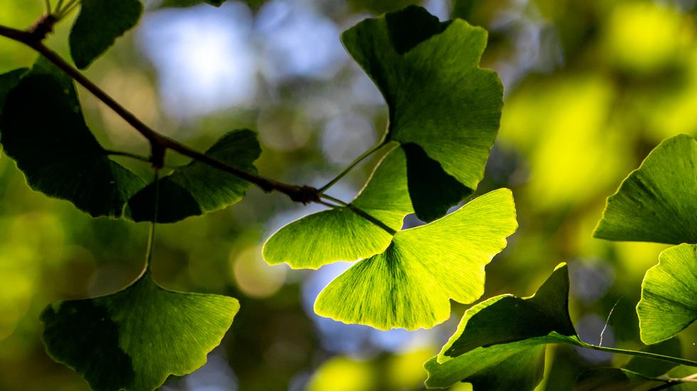 Ginkgo: Der Baum, der die Dinos kommen und gehen sah | ZEIT ONLINE